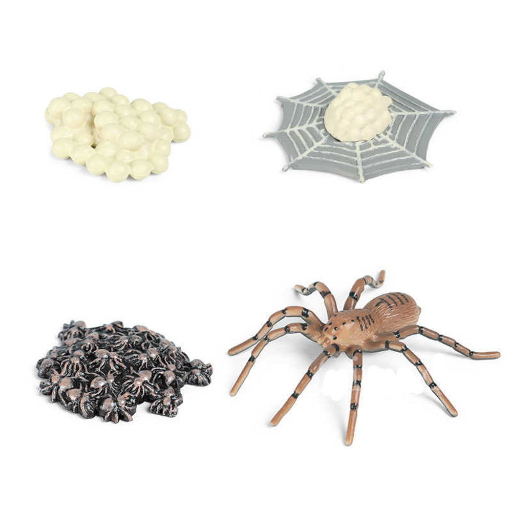 Ciclo de vida de la araña – Kiddies Store